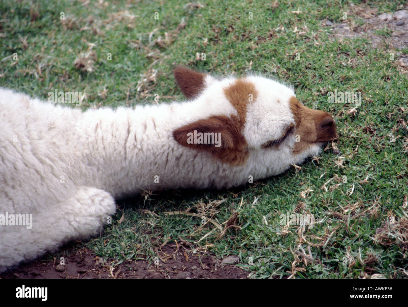 Peru0397 hi-res stock photography and images - Alamy