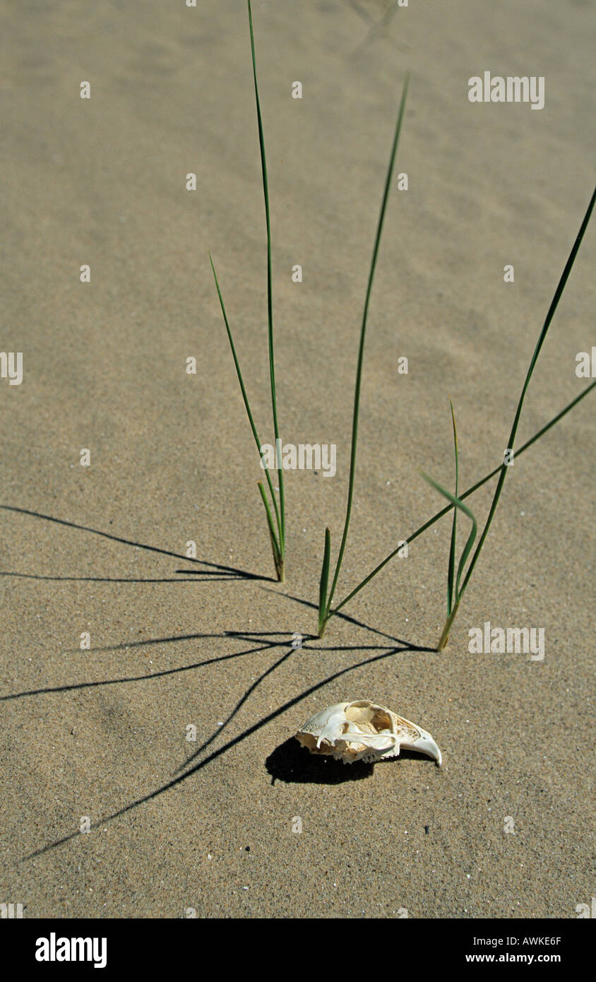 Rabbit skull hi-res stock photography and images - Alamy