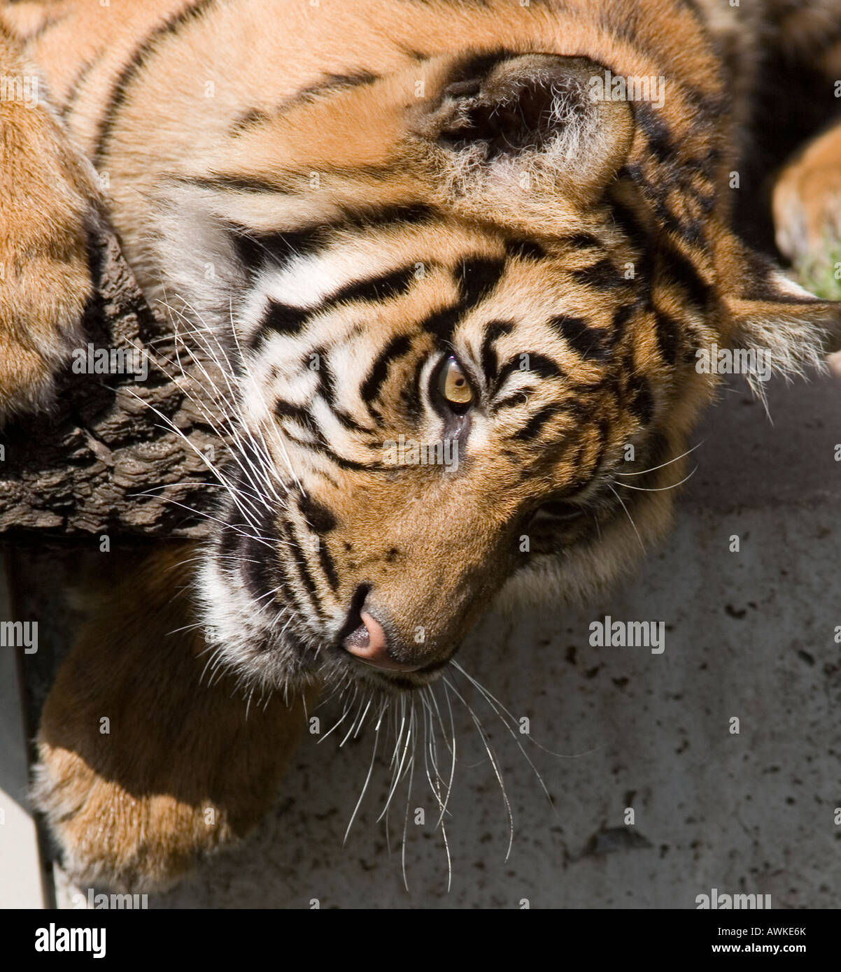 Tiger beard hi-res stock photography and images - Alamy
