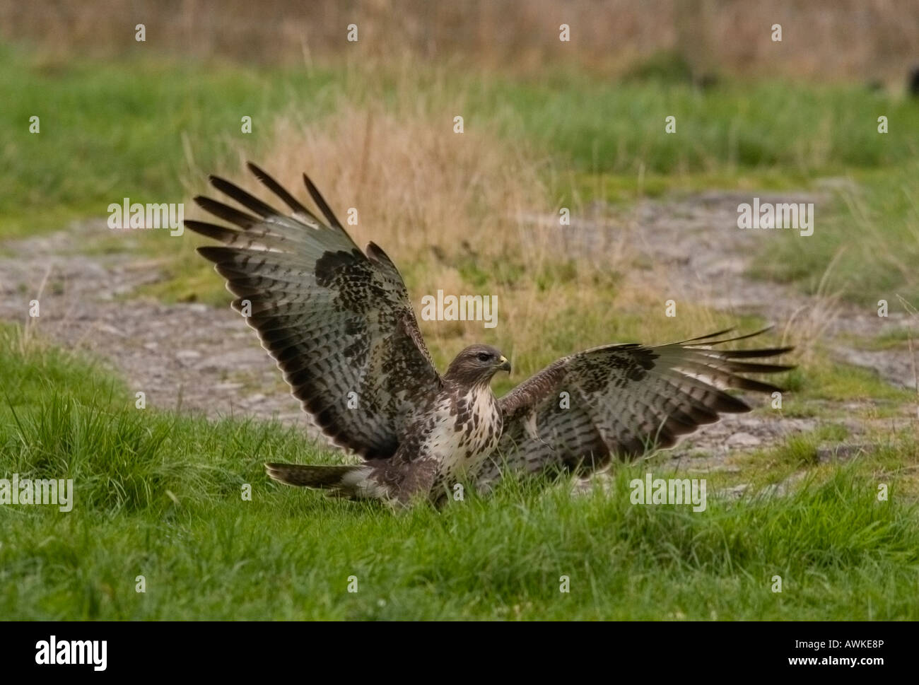 Common Buzzard landing, UK Stock Photo - Alamy