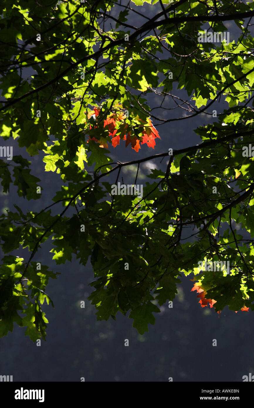 The first few tree leaves turning to the shades of autumn Stock Photo ...