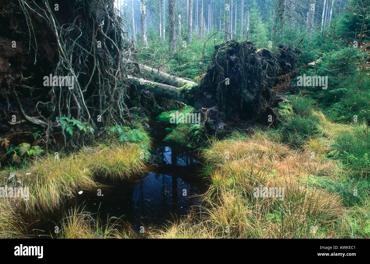 Fallen trees in primeval forest hi-res stock photography and images - Alamy
