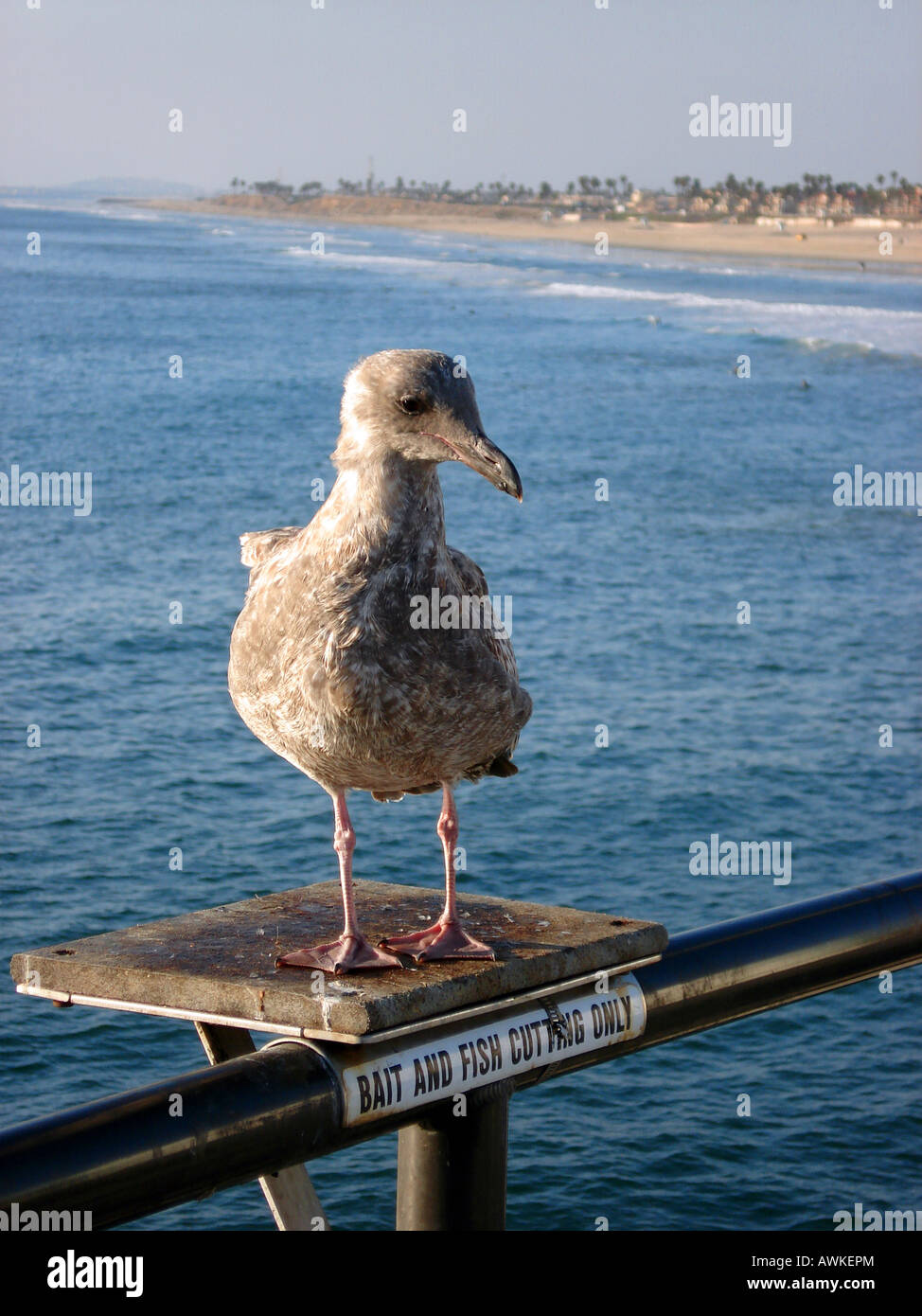 Seagull on the pier Stock Photo - Alamy