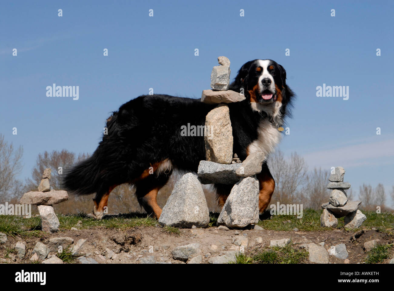 Canada inuit dog hi-res stock photography and images - Alamy