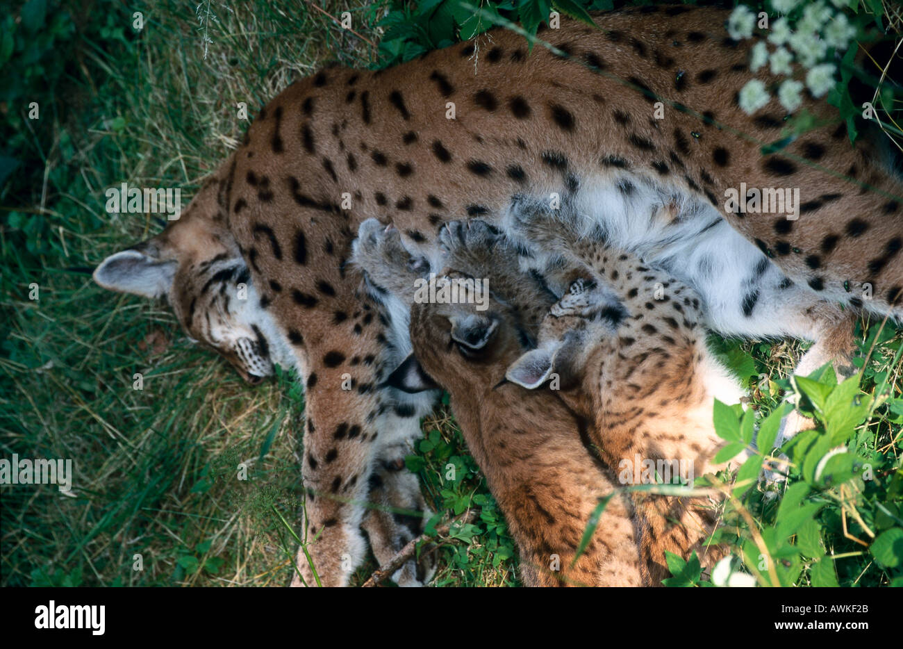 Female Lynx (Lynx lynx) nursing its kitten, Bavarian Forest National ...