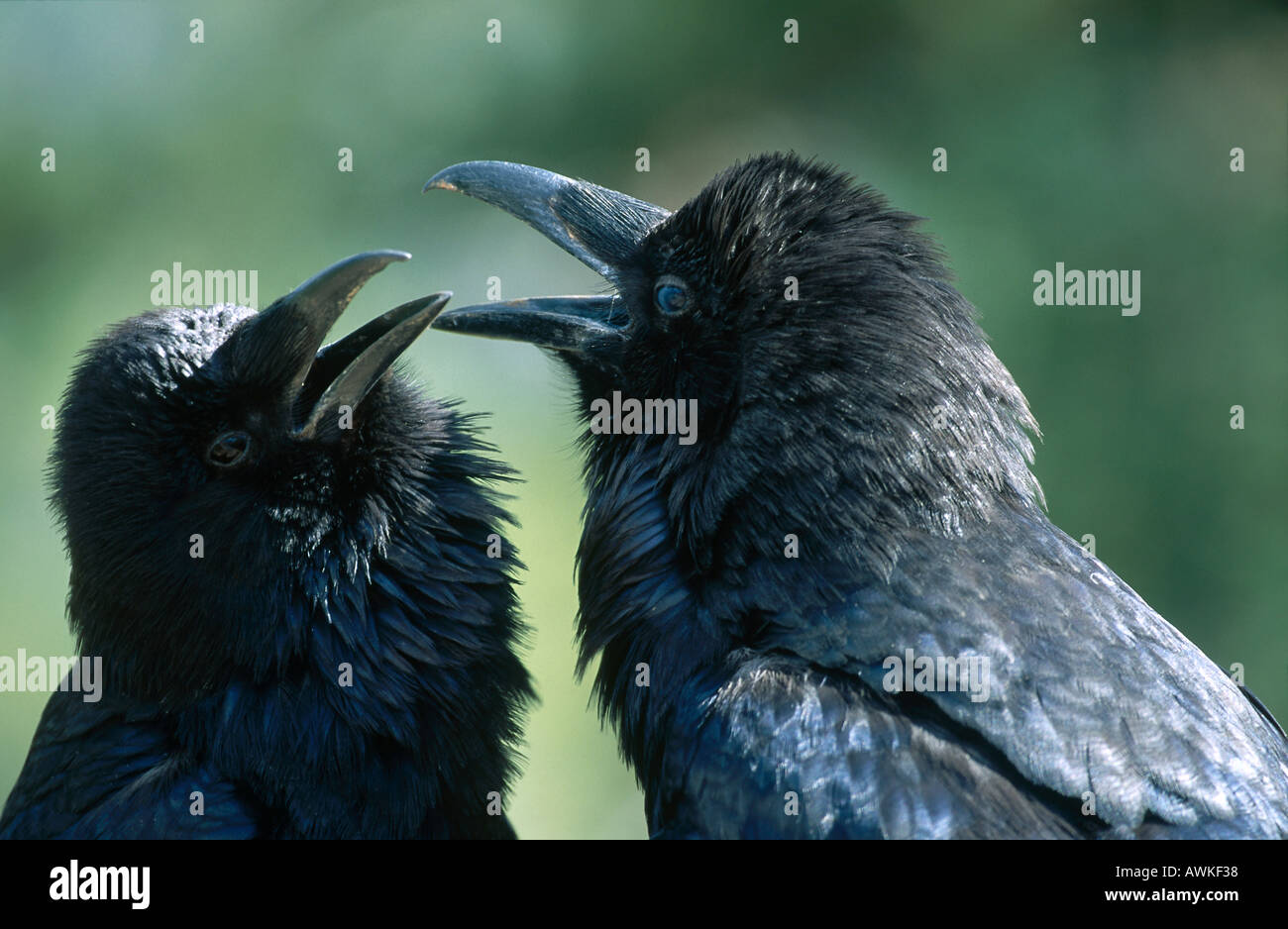 Swawking hi-res stock photography and images - Alamy