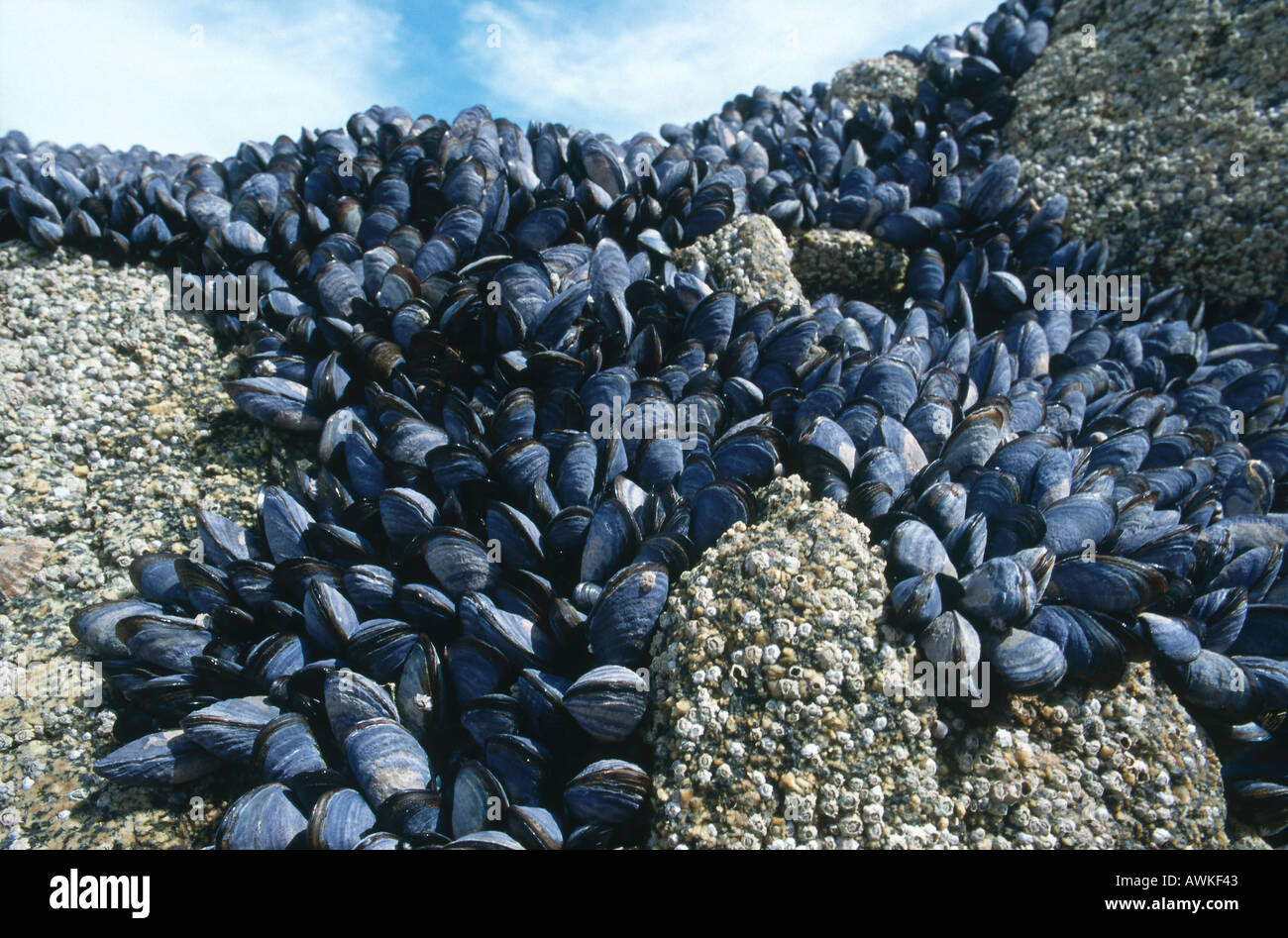 Mussel Banks High Resolution Stock Photography and Images - Alamy