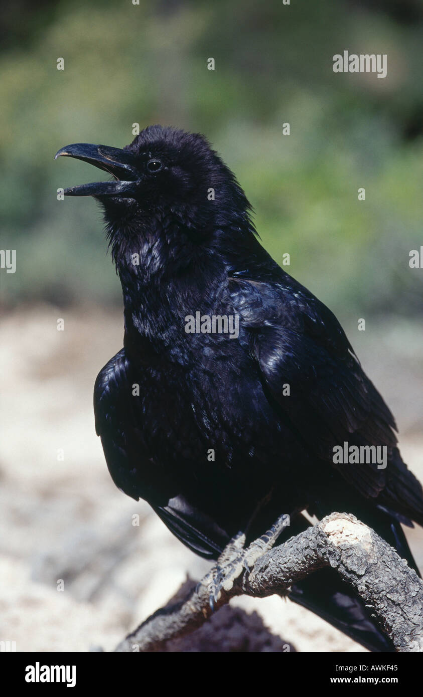 Close-up of raven Stock Photo - Alamy