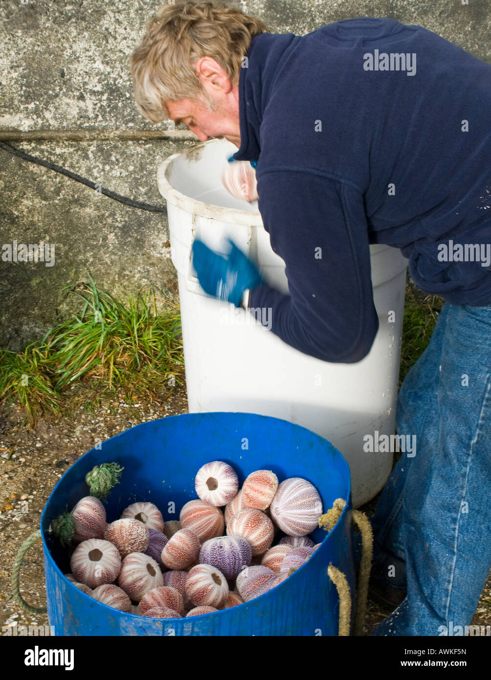 Fisherman cleaning sea urchins, locally caught by him Stock Photo - Alamy