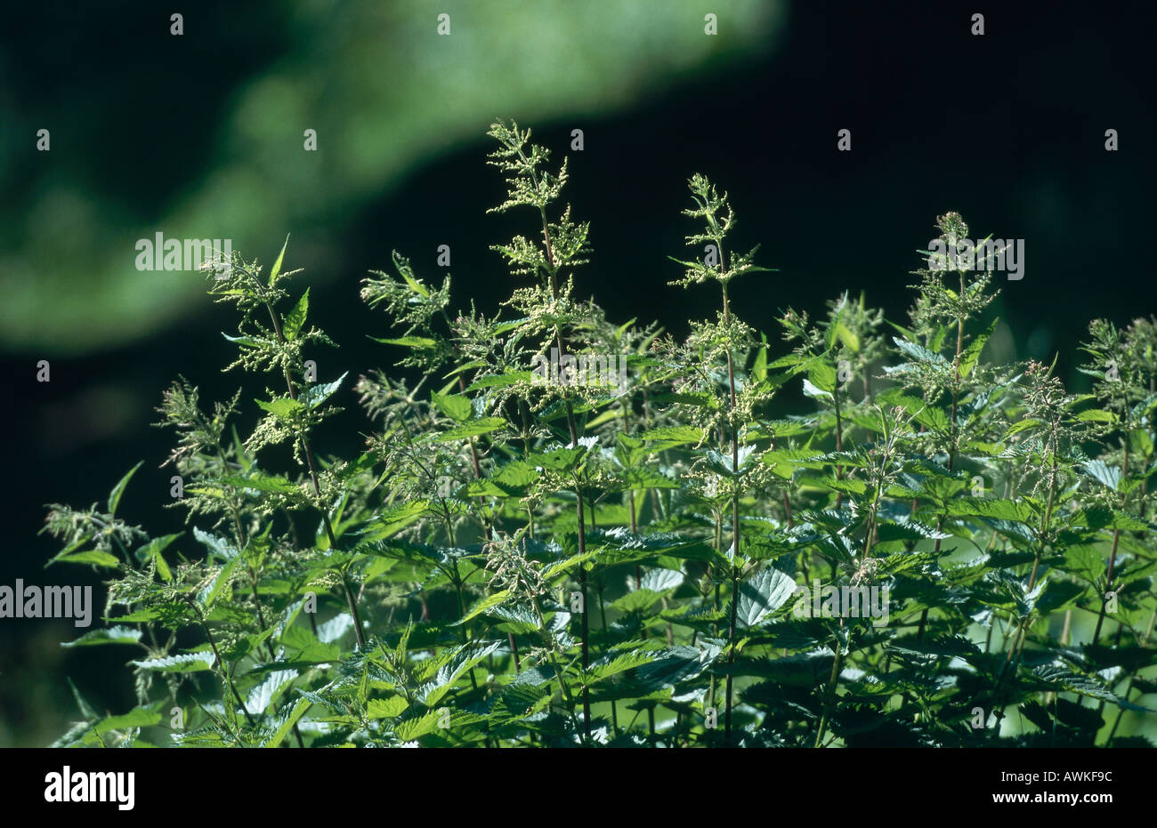 Close-up of branches of Stinging nettle (Urtica dioica Stock Photo - Alamy