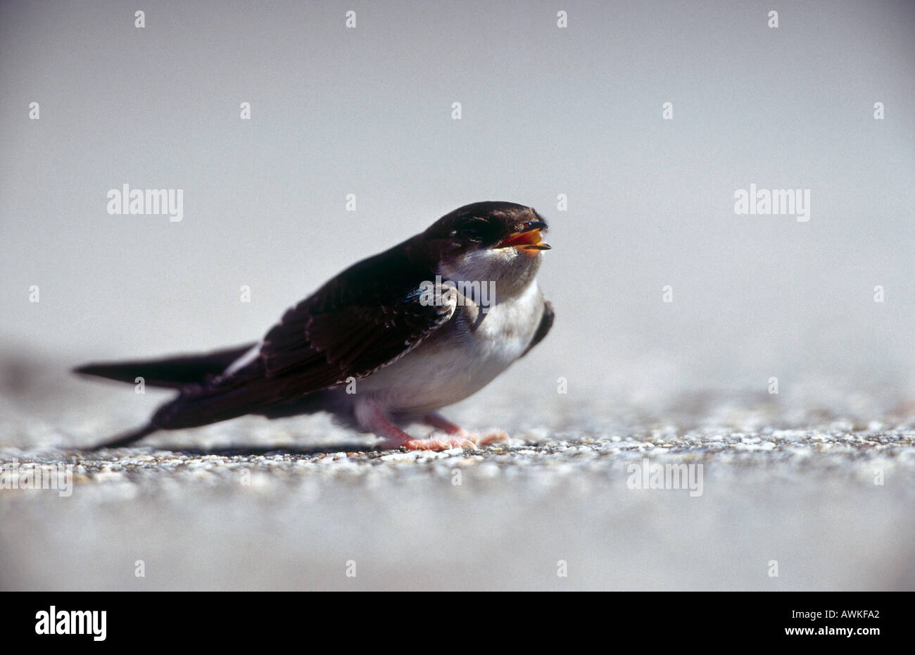Hirundo rustico hi-res stock photography and images - Alamy