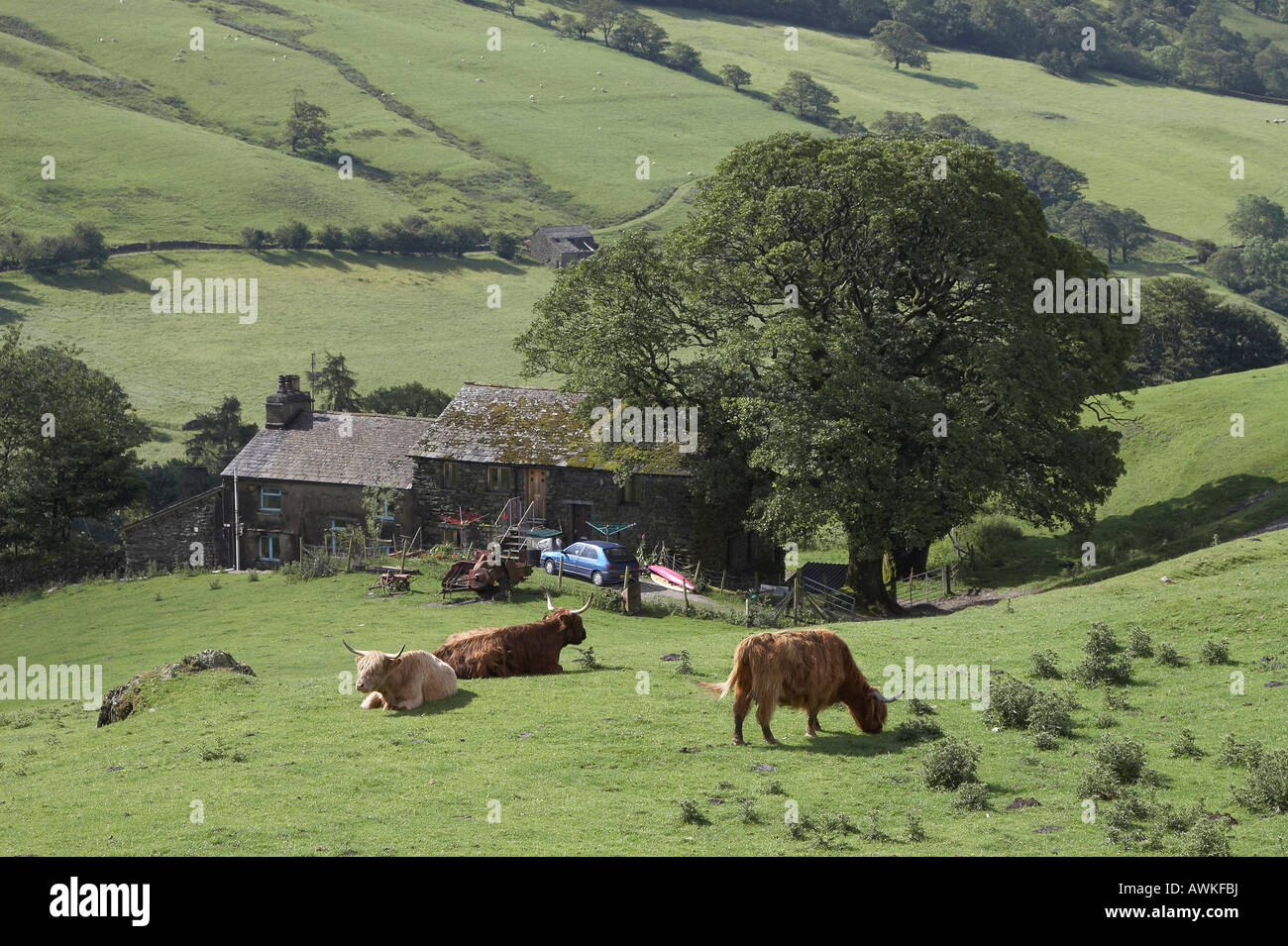 Highland cattle lake district hi-res stock photography and images - Alamy