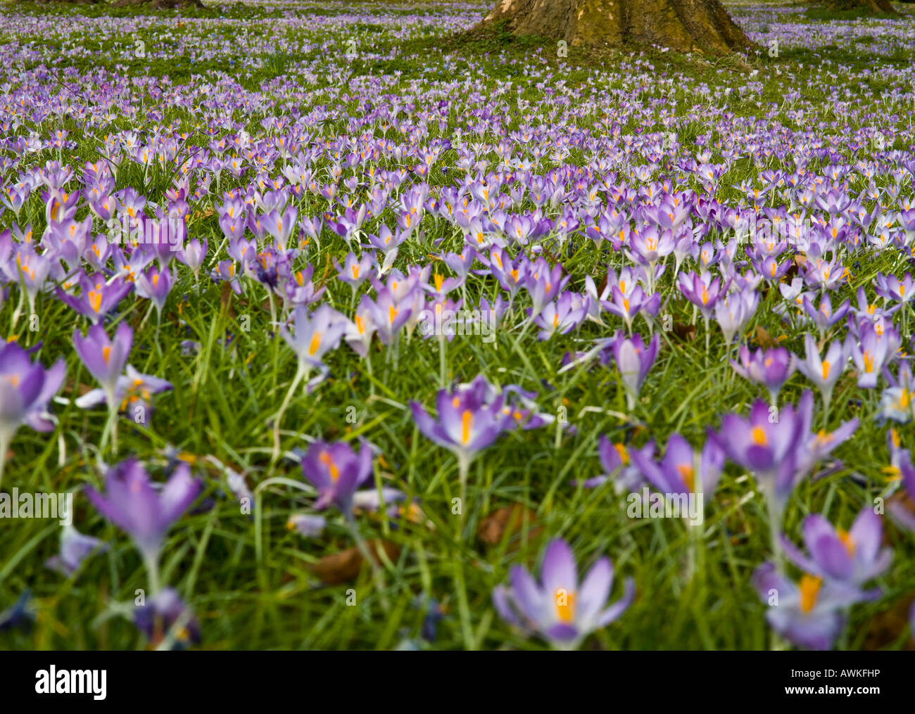 Meadow in spring flowering hi-res stock photography and images - Alamy