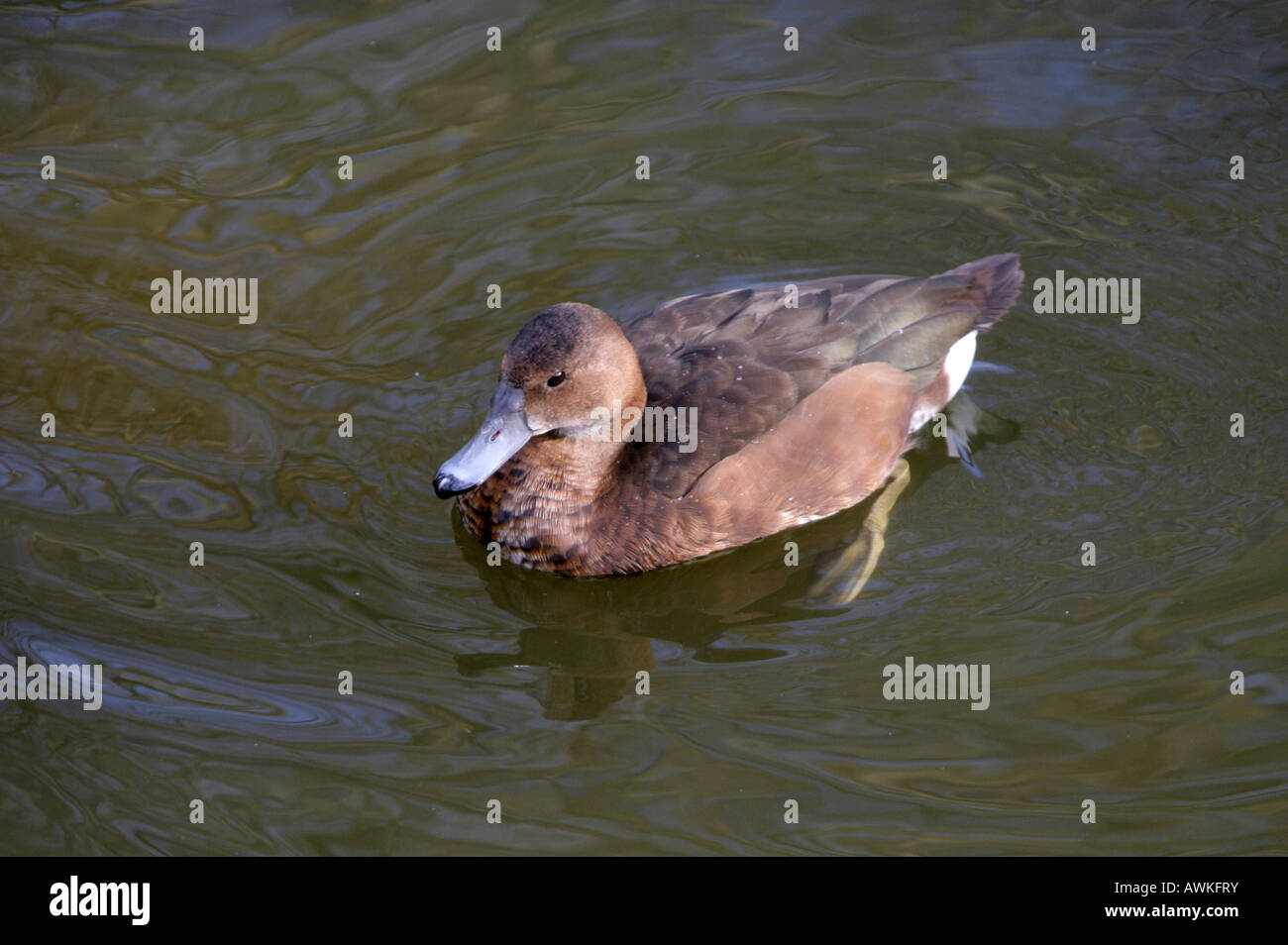 Hardhead or White-eyed Duck, Aythya australis, Anatidae. Female Duck ...