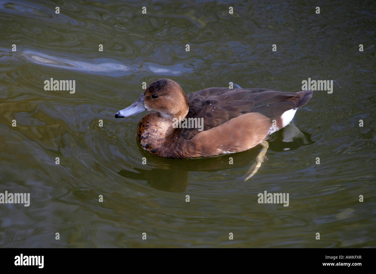 Hardhead or White-eyed Duck, Aythya australis, Anatidae. Female Duck ...