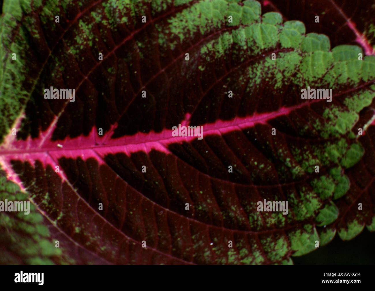 Coleus (Solenostemon) leaf, extreme close-up Stock Photo - Alamy