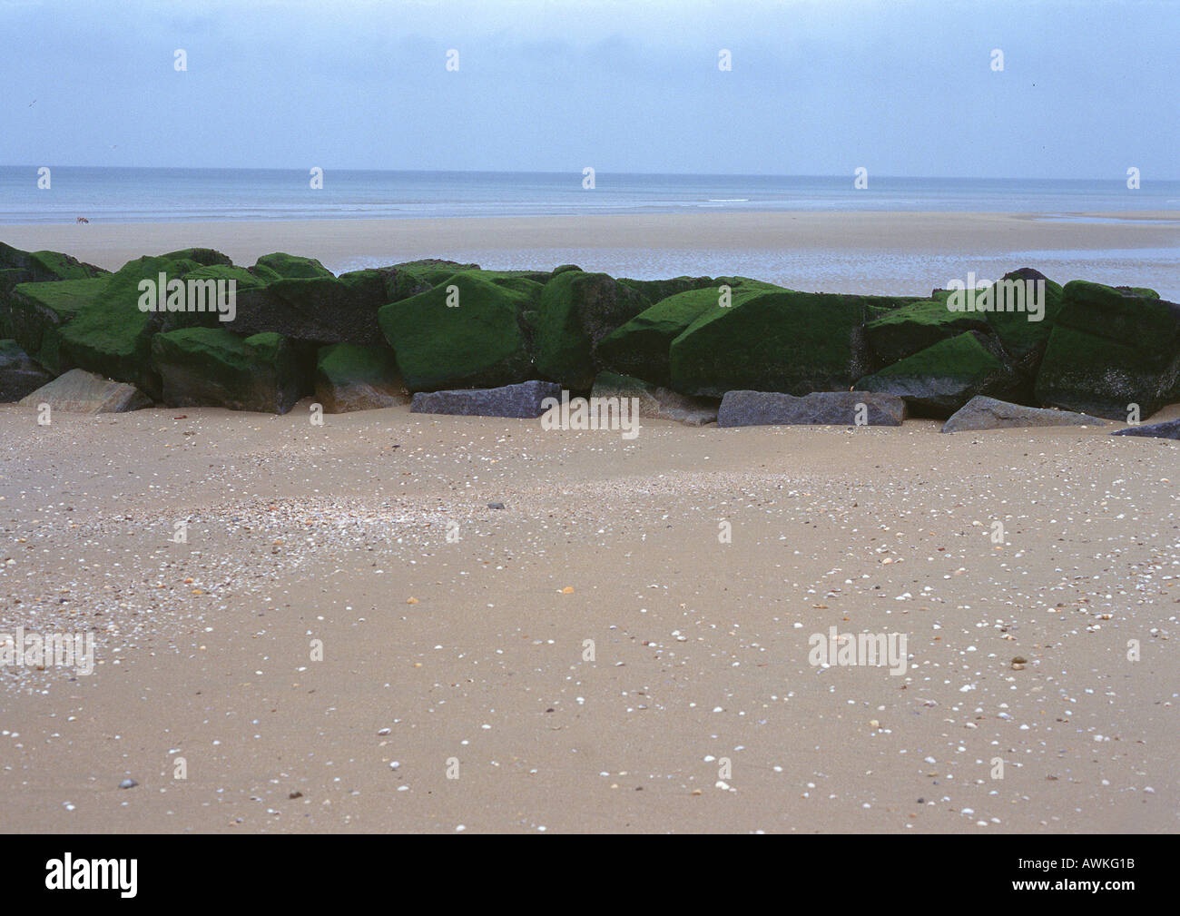 Algae covered rocks on beach Stock Photo - Alamy