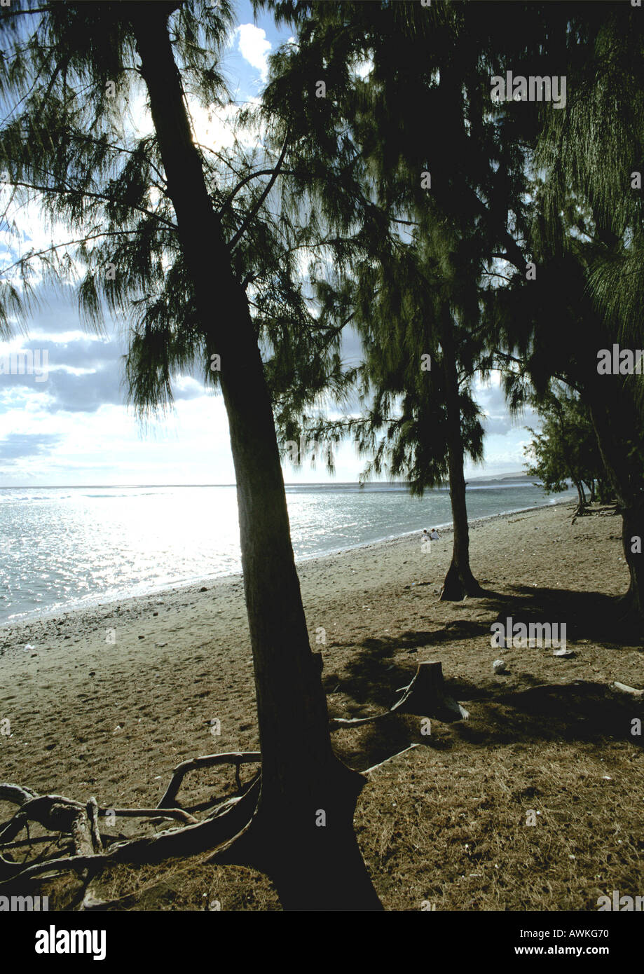 Trees on beach Stock Photo - Alamy
