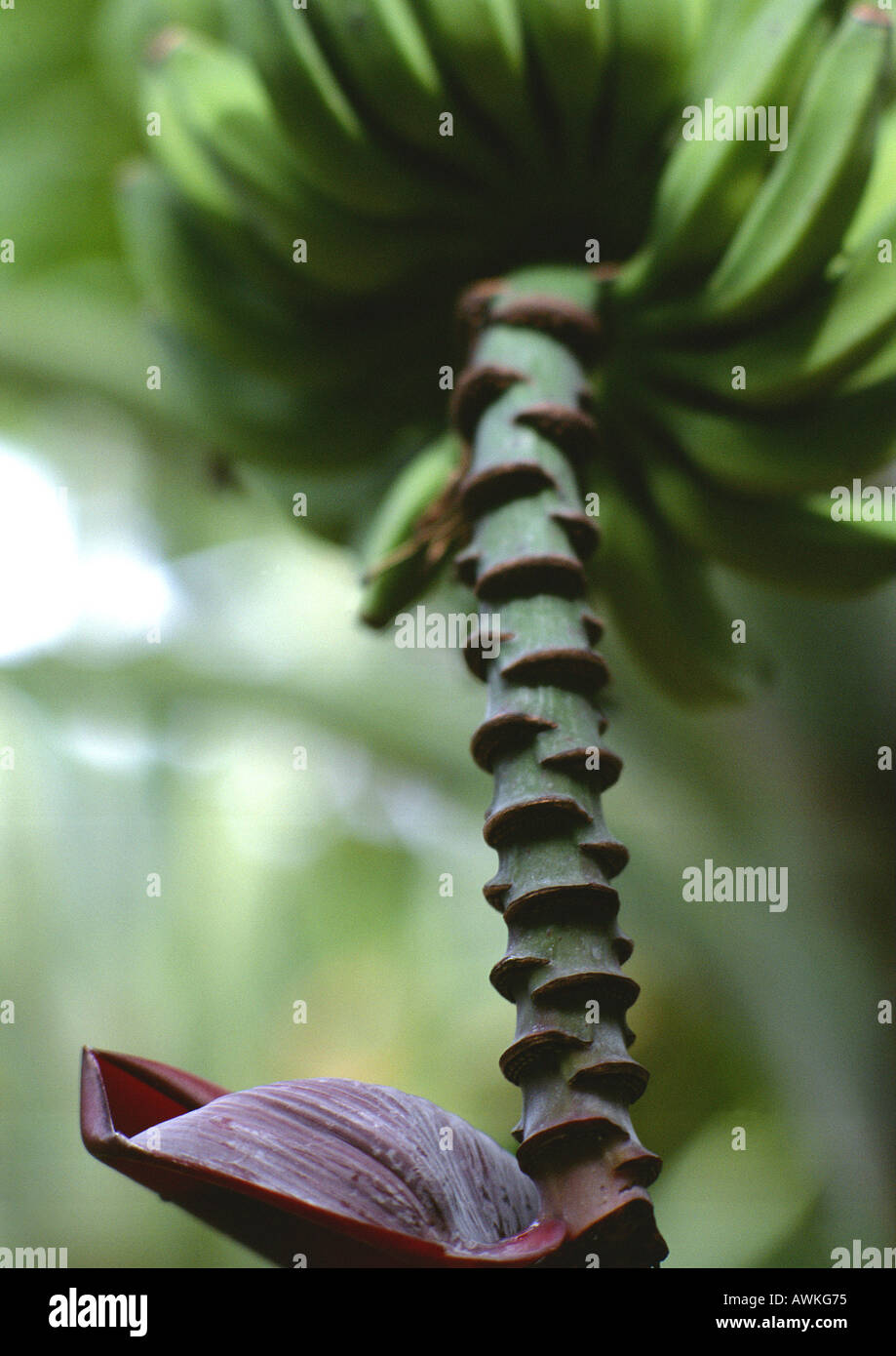 Banana tree, close-up Stock Photo - Alamy
