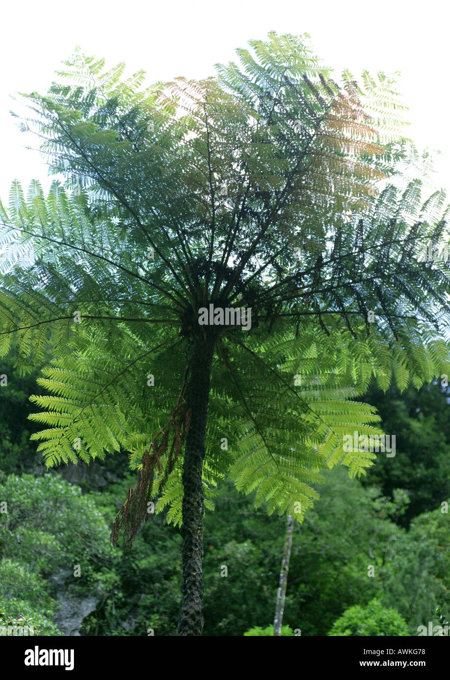 Tropical tree fern Stock Photo - Alamy