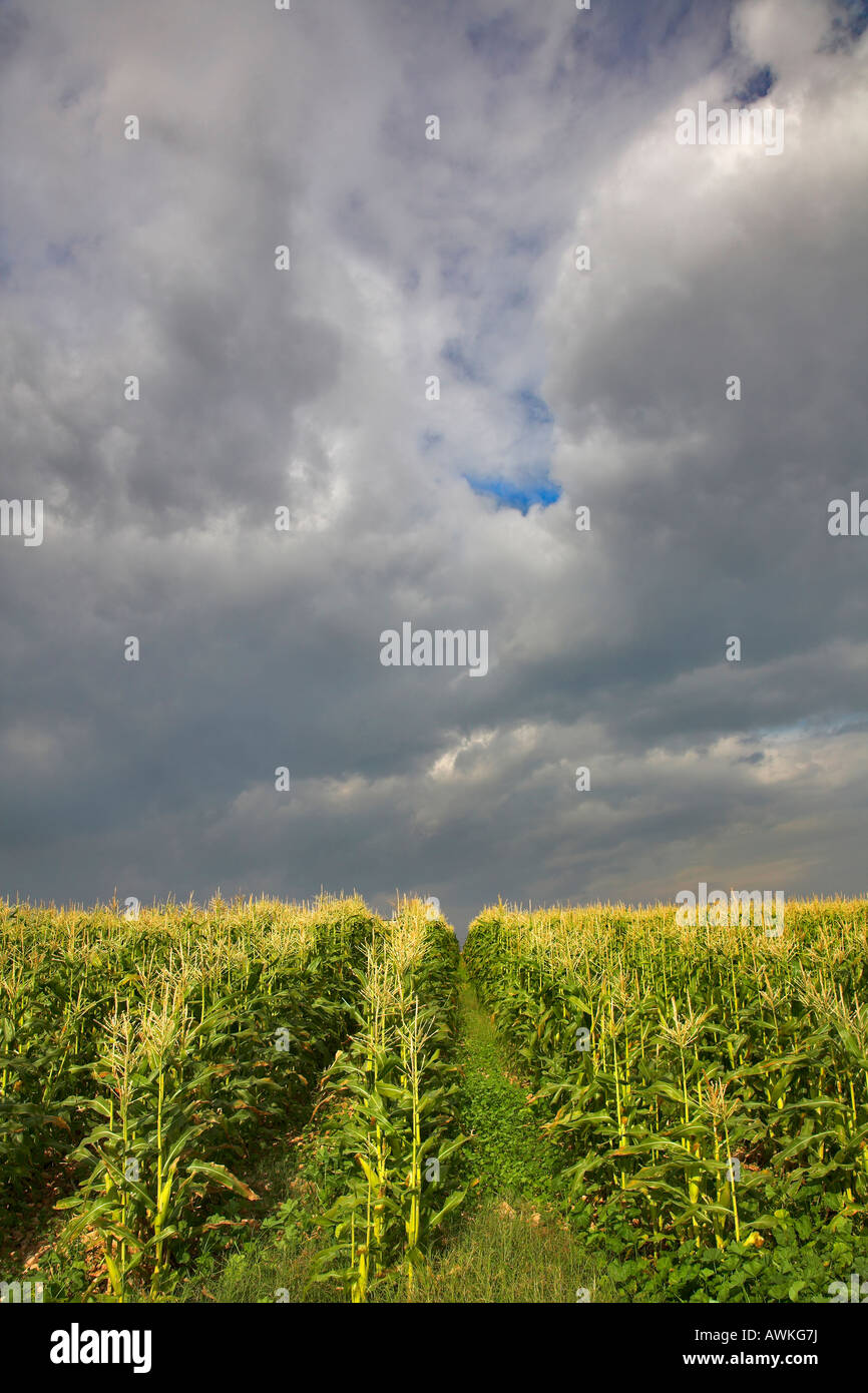 A corn field and the cloudy sky Stock Photo - Alamy