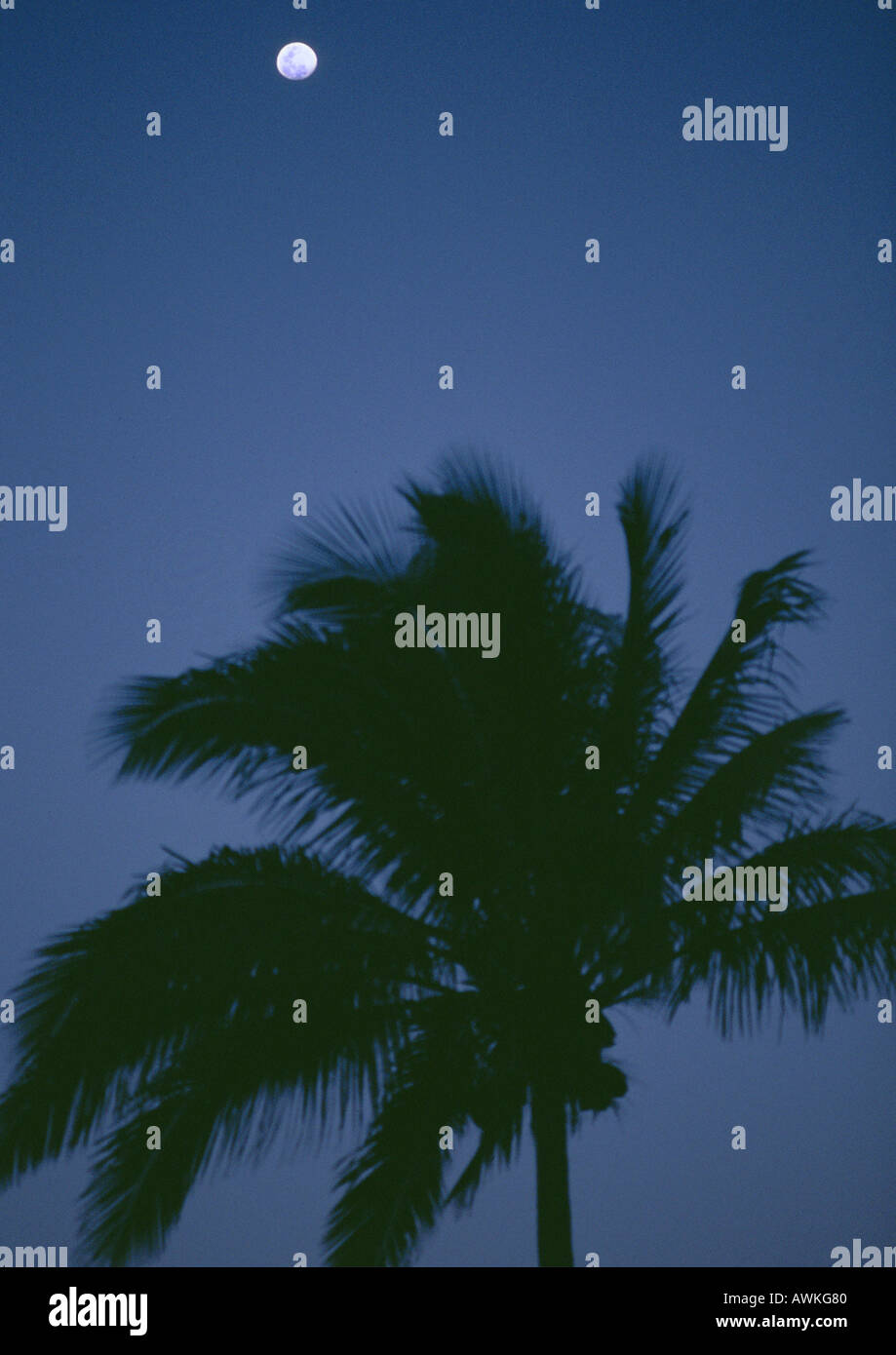 Palm tree and moon at night Stock Photo - Alamy