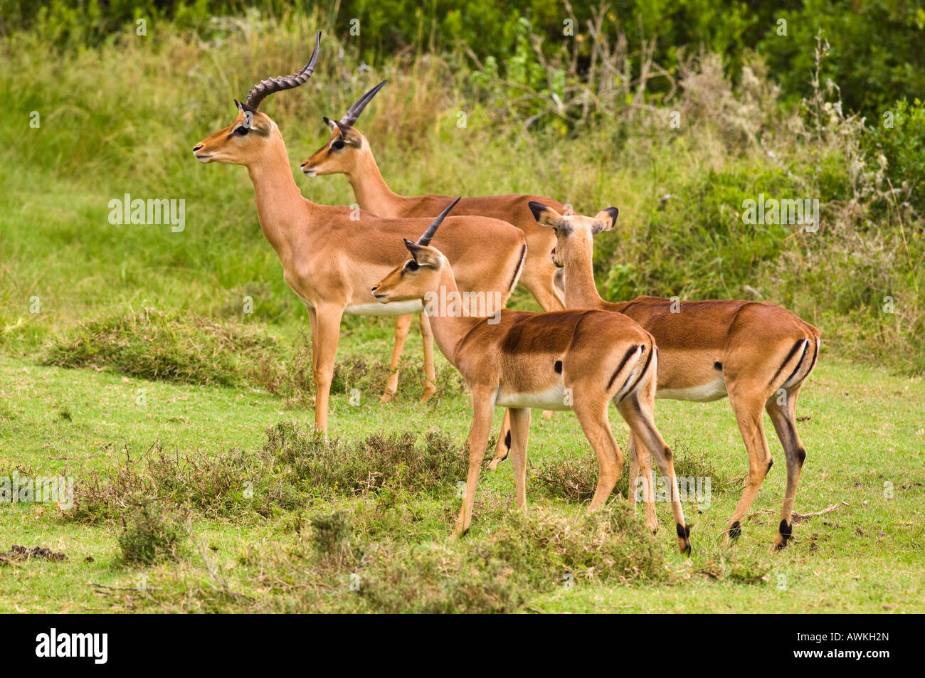 Group female impala hi-res stock photography and images - Alamy