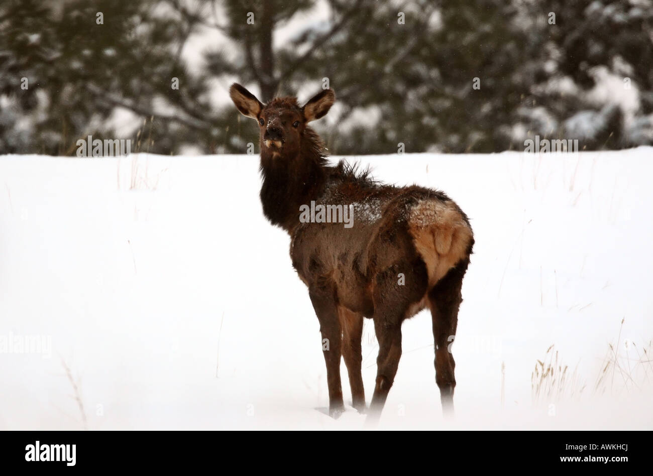 Elk hunting in alberta hi-res stock photography and images - Alamy