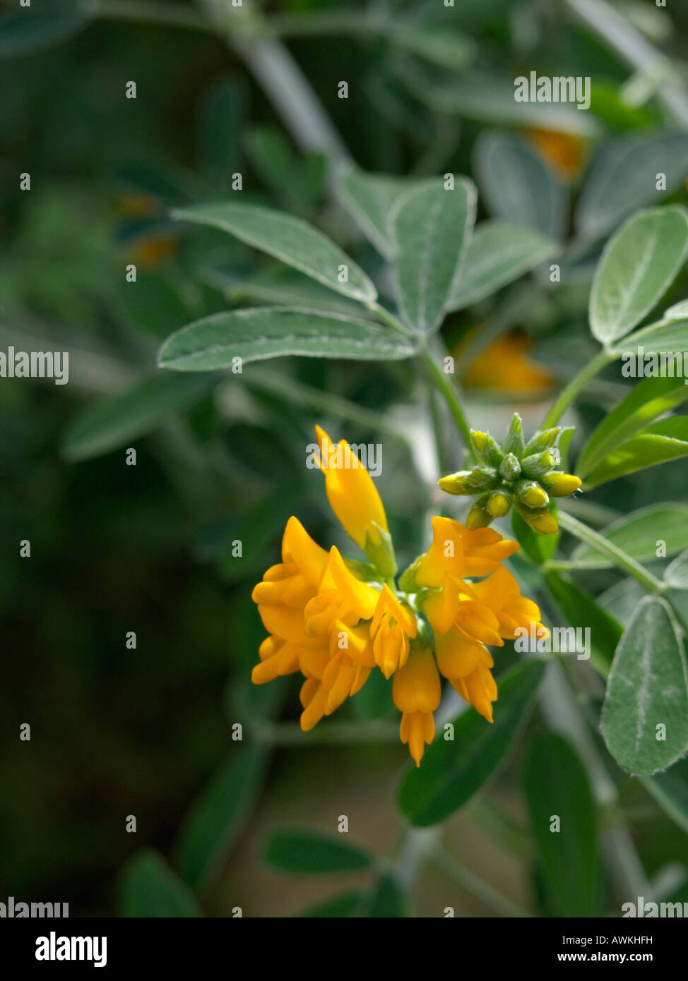 Medicago strasseri hi-res stock photography and images - Alamy