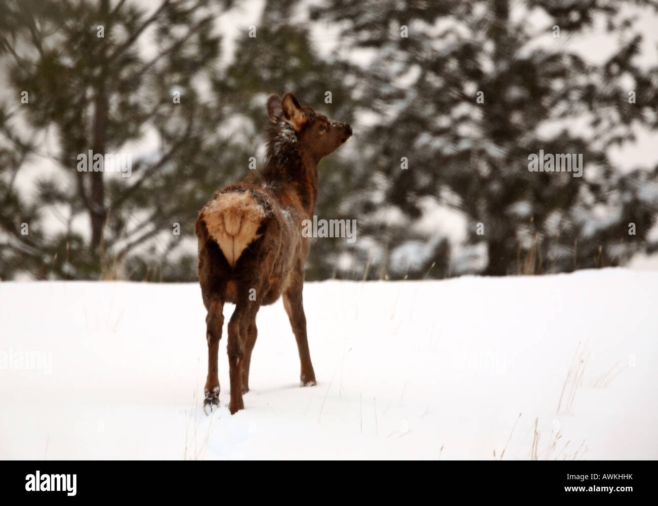 Elk hunting in alberta hi-res stock photography and images - Alamy