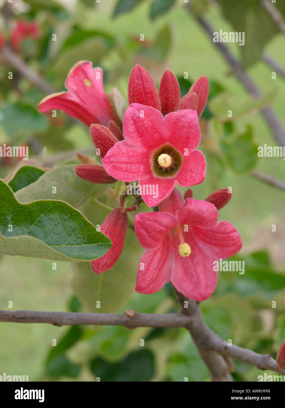 Dwarf kurrajong hi-res stock photography and images - Alamy