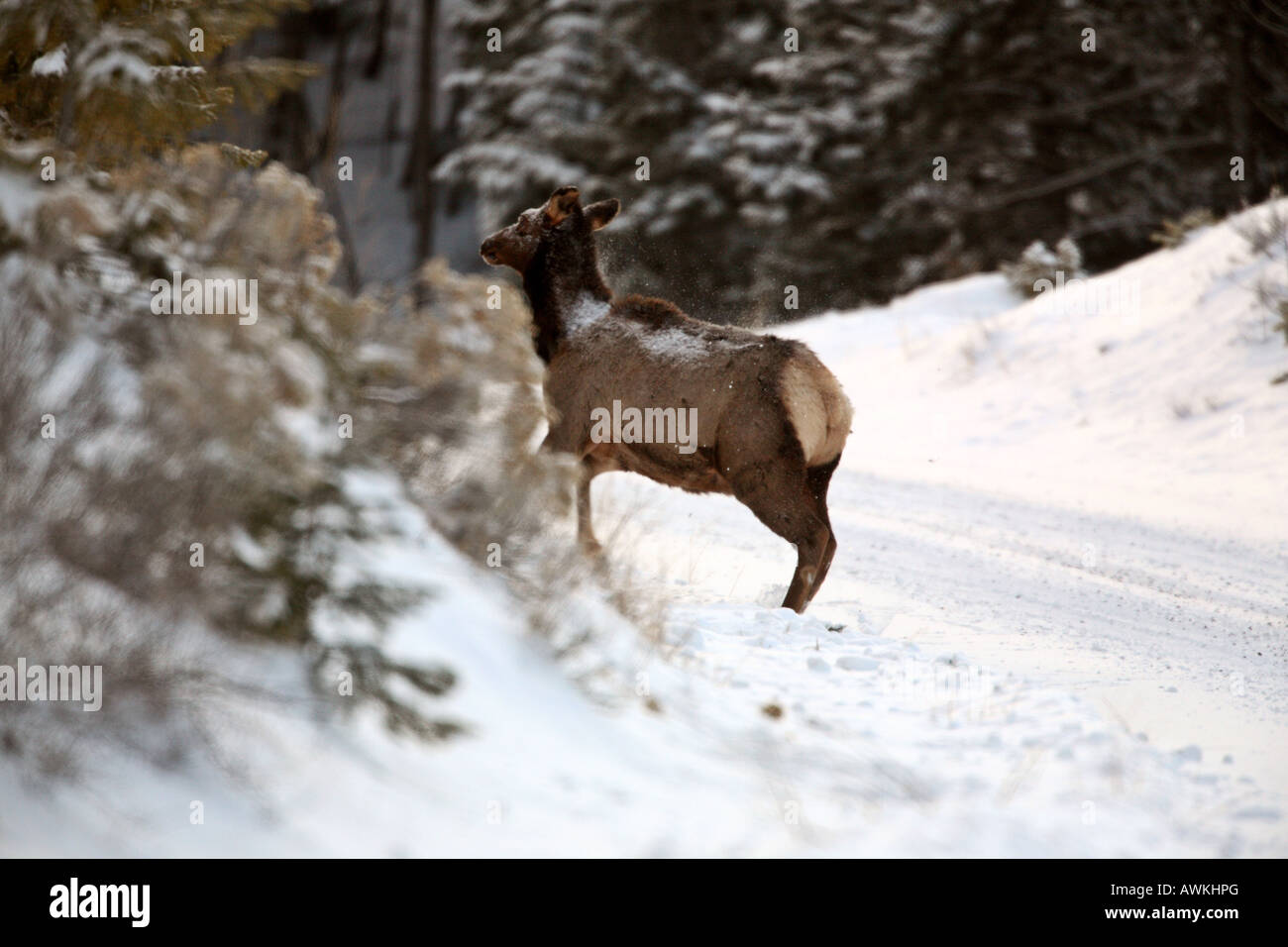 Elk in winter Stock Photo - Alamy