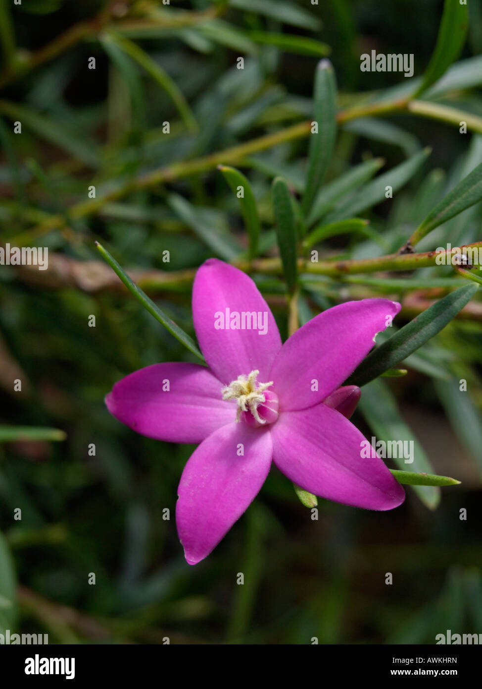 Crowea hi-res stock photography and images - Alamy