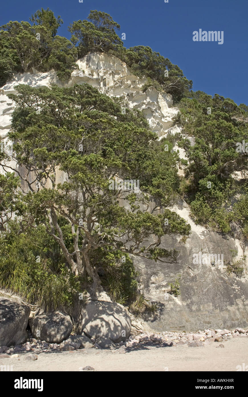 Limestone cliffs at Cathedral Cove near Hahei on the Coromandel ...