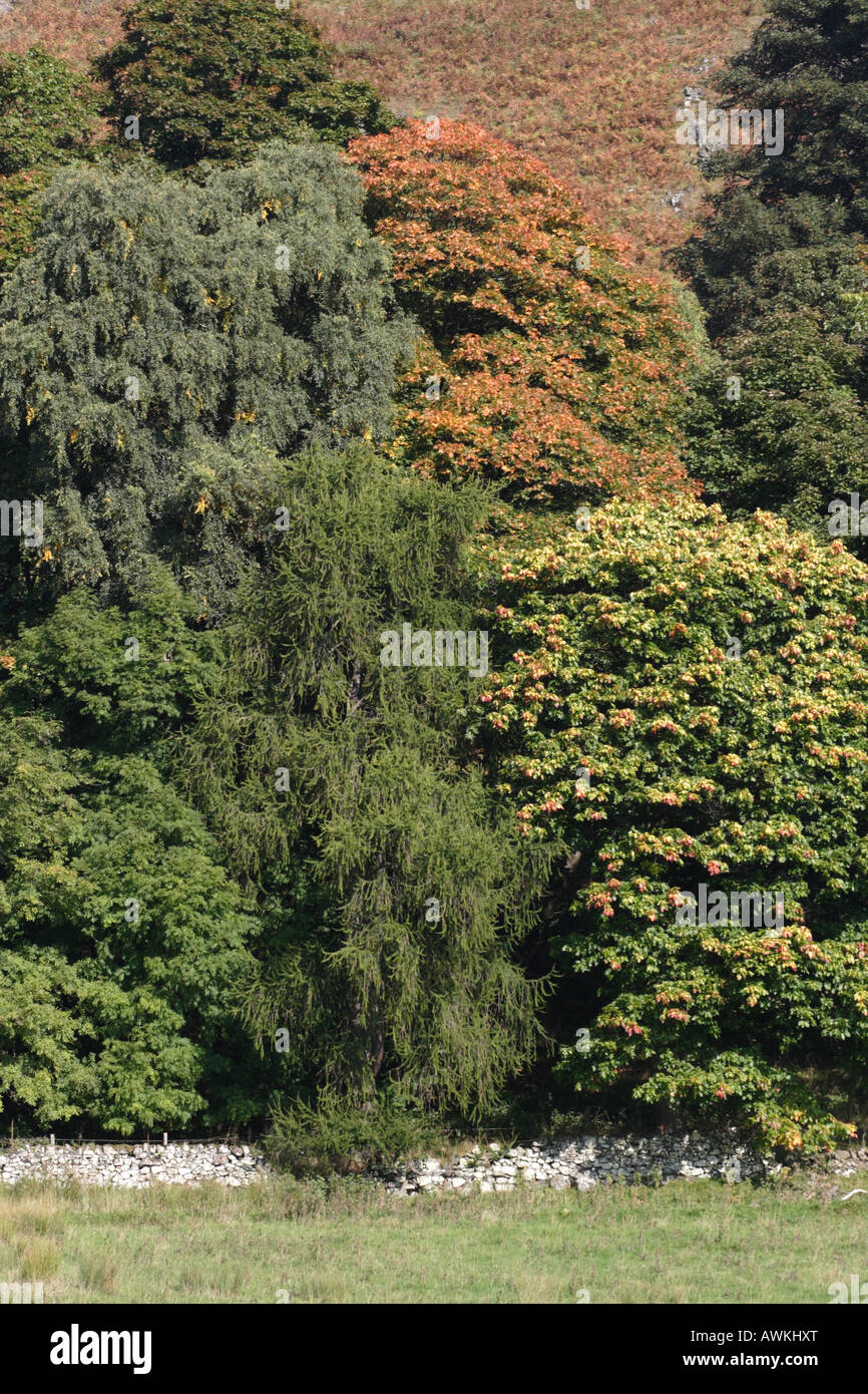 A mix of broadleaf and conifer trees with the first few leaves turning ...