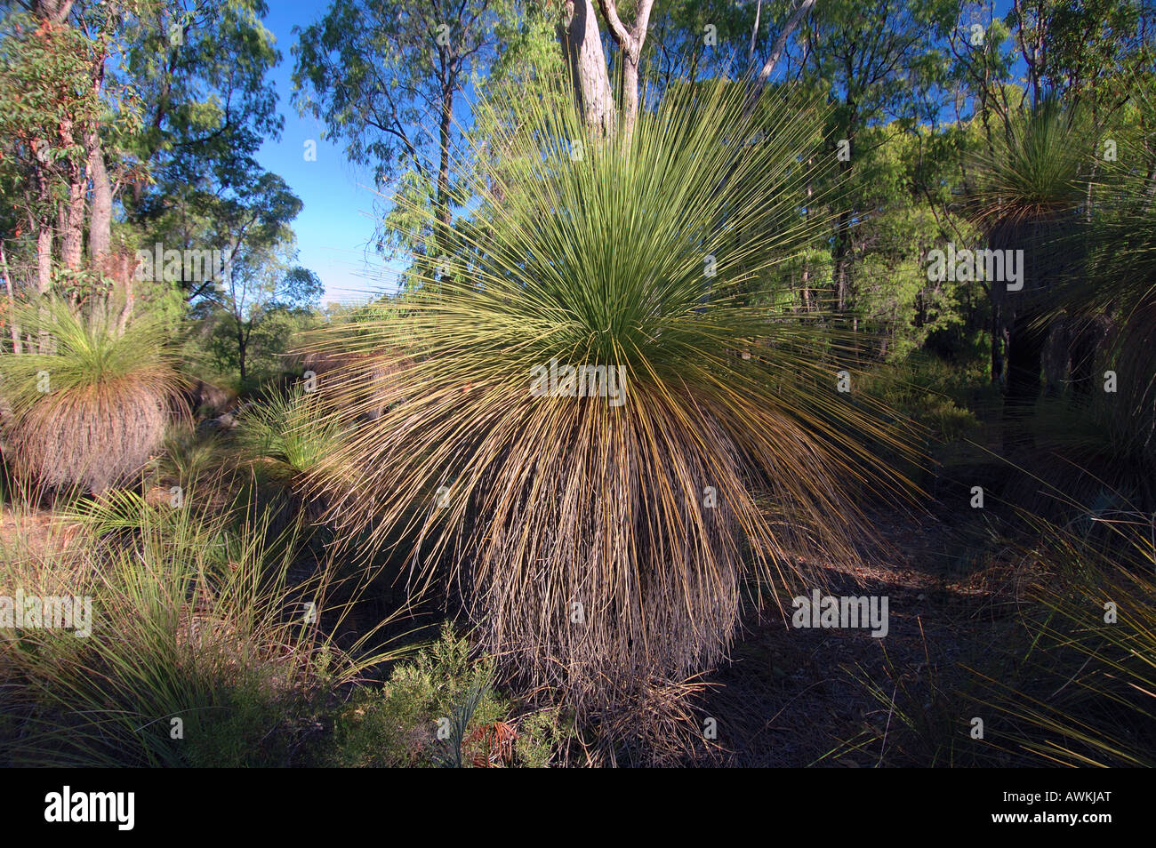 Balga hi-res stock photography and images - Alamy