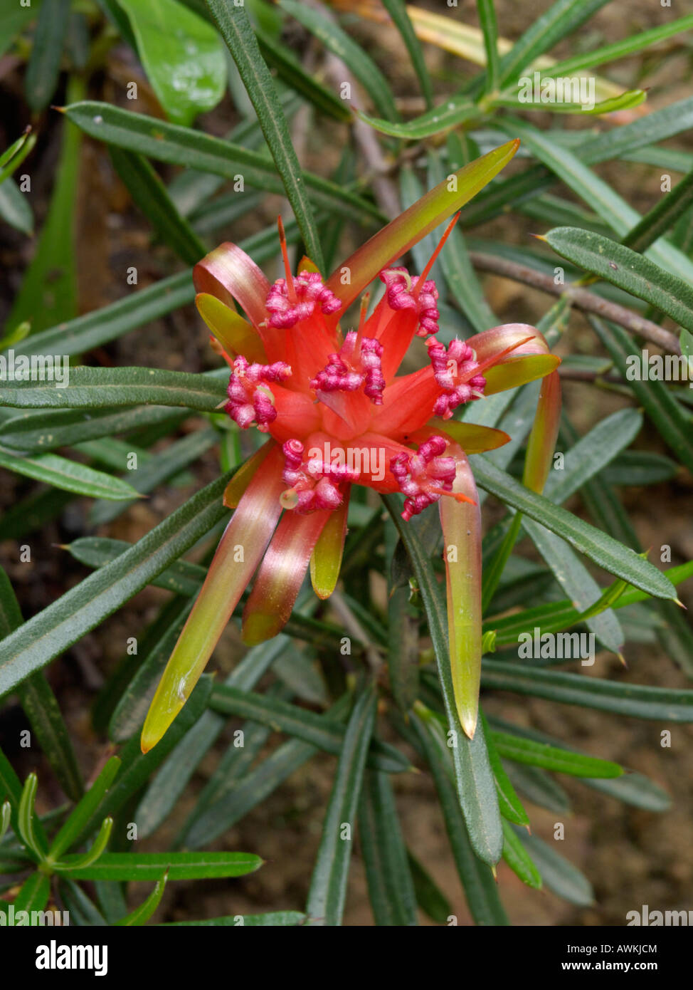 Mountain devil (Lambertia formosa Stock Photo - Alamy