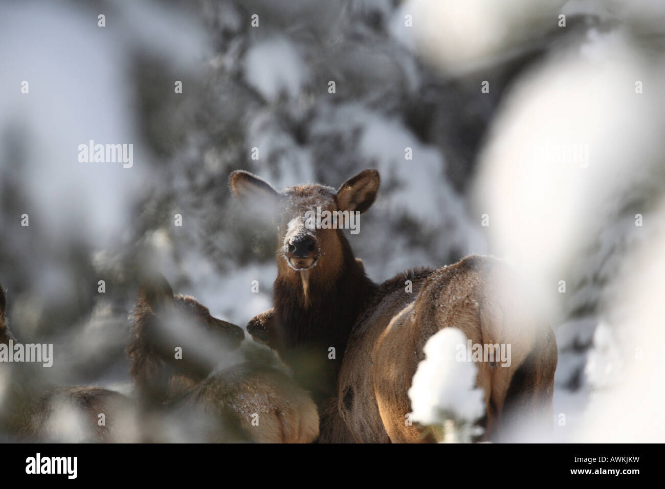 Elk in winter Stock Photo - Alamy