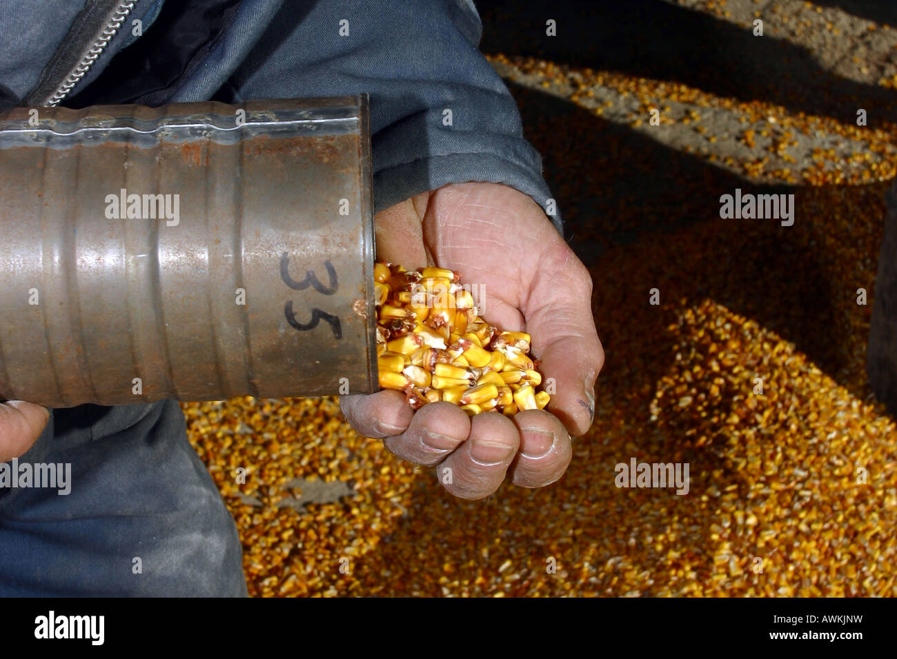 A farmer inspects a sample of his corn crop Stock Photo - Alamy