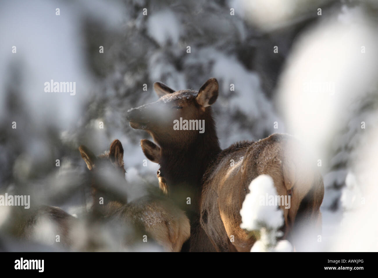 Elk in winter Stock Photo - Alamy