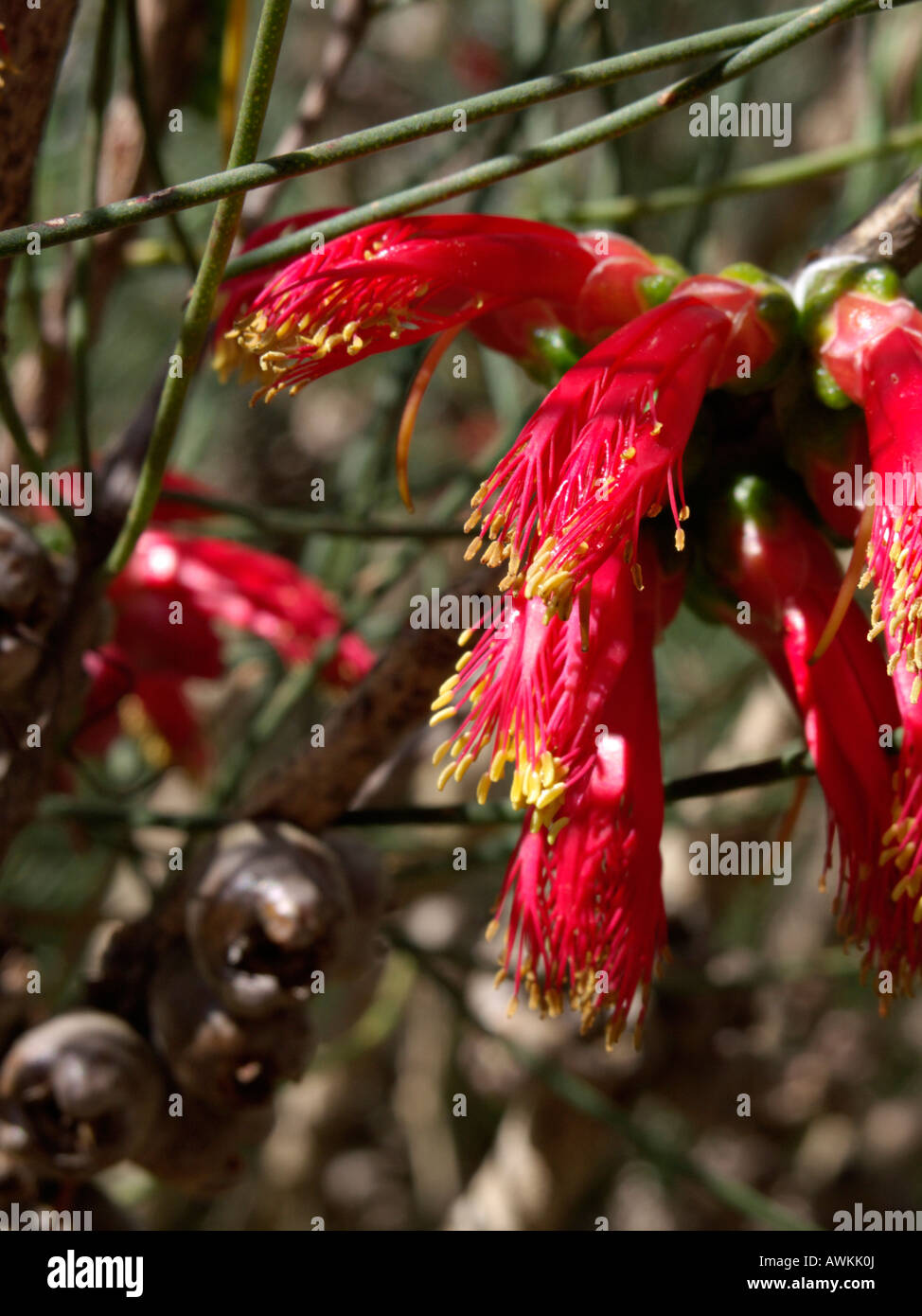 Calothamnus Stock Photos & Calothamnus Stock Images - Alamy