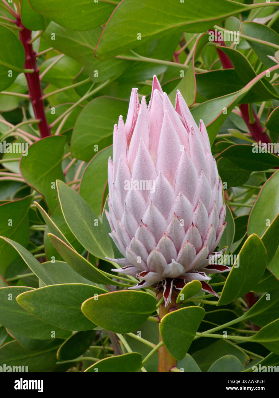 Protea shrub hi-res stock photography and images - Alamy