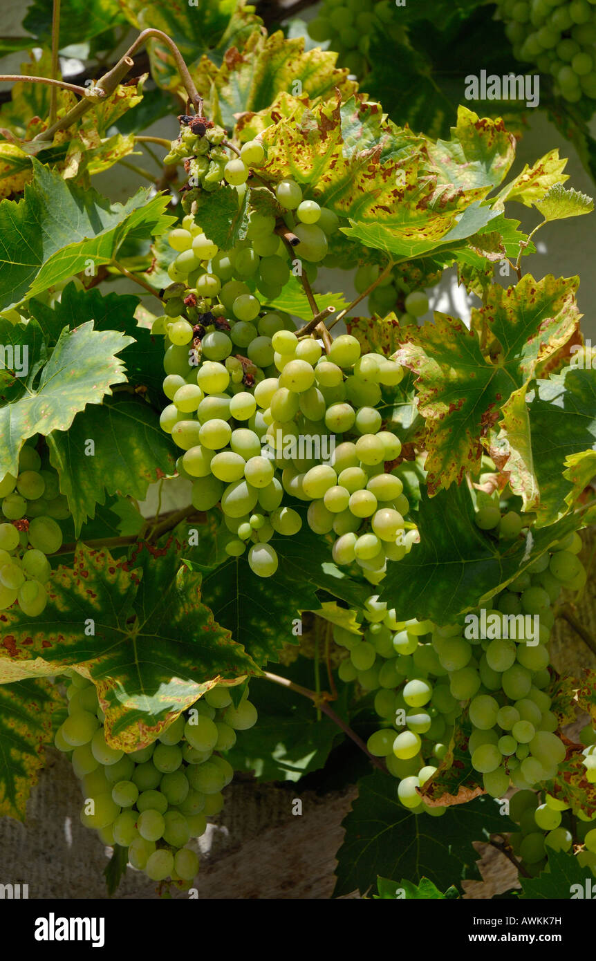 GRAPES FROM FRANCONIA AREA. GERMANY Stock Photo - Alamy