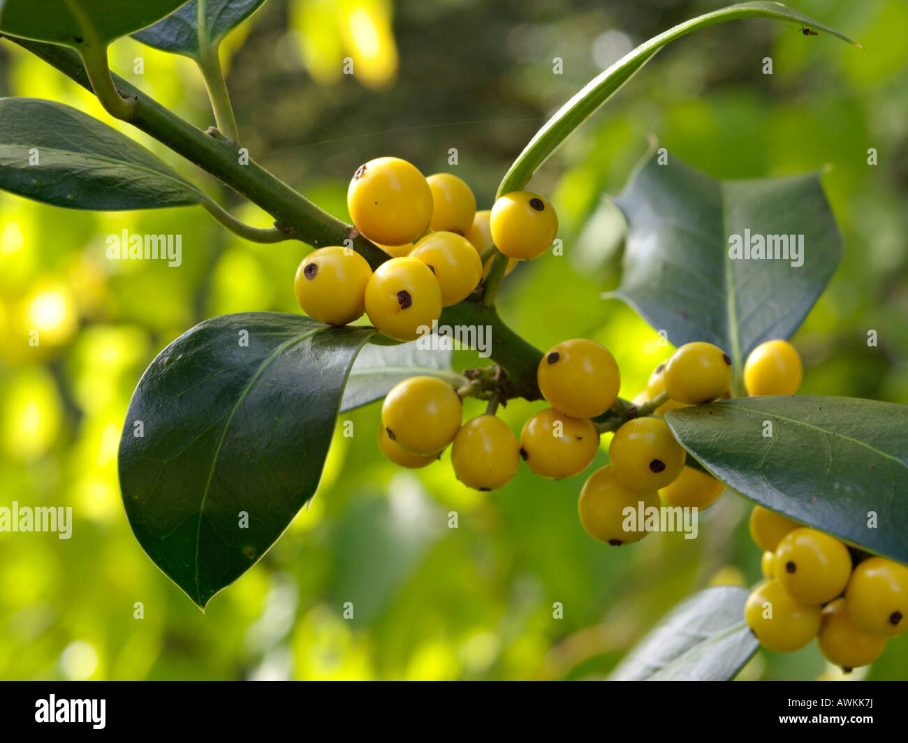 Common holly hi-res stock photography and images - Alamy