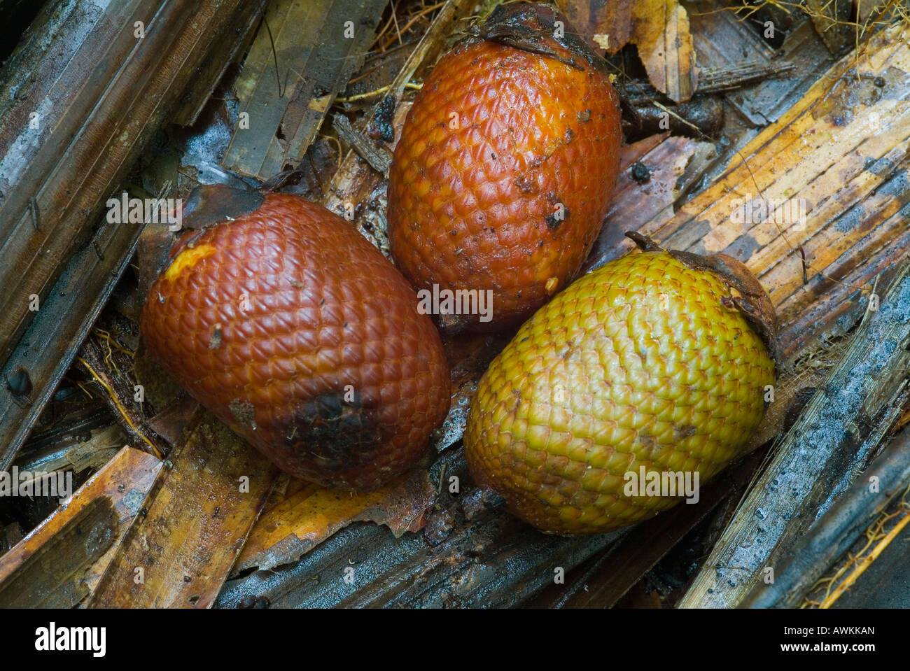 Aguaje Palm Fruit Mauritia flexuosa Stock Photo - Alamy