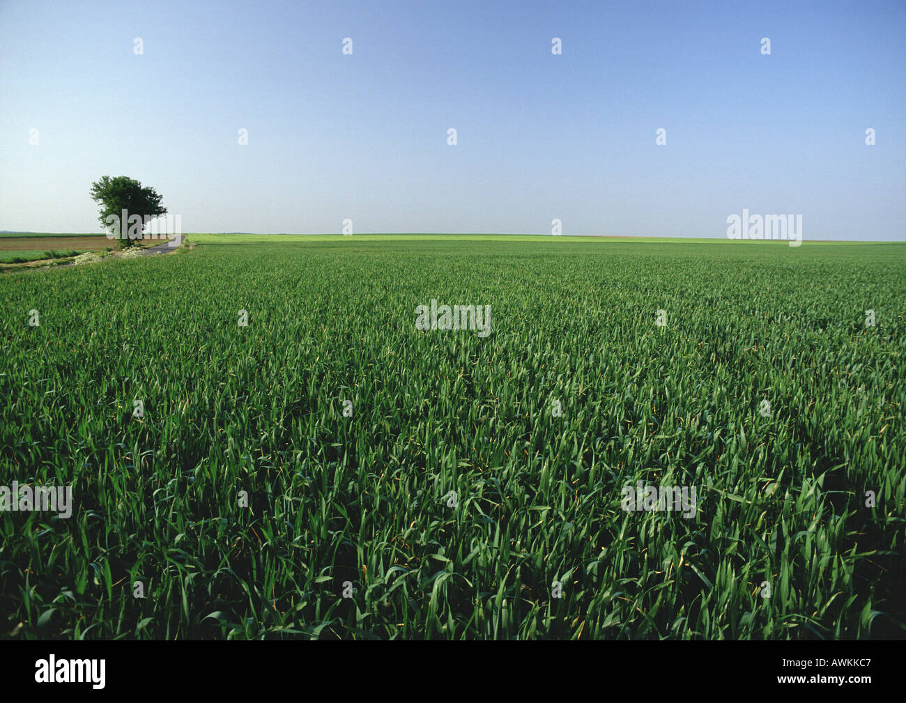 Single tree in field maize hi-res stock photography and images - Alamy