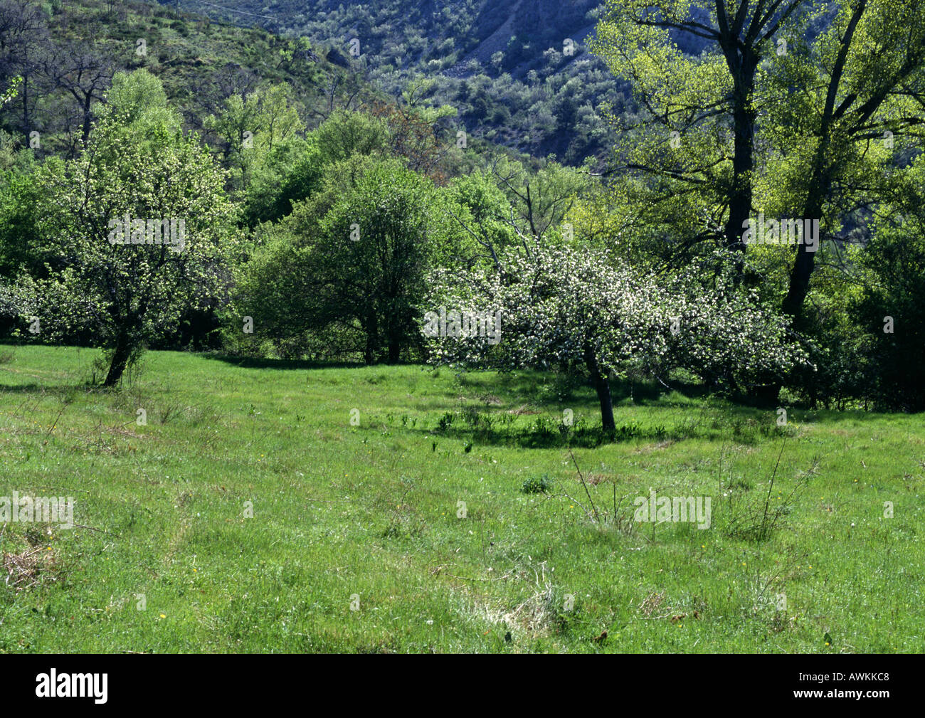 France, Provence, field with trees in background Stock Photo - Alamy