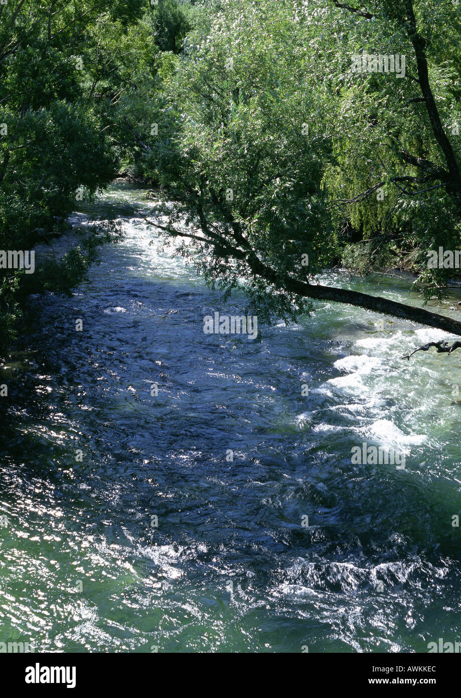 New Zealand, river through trees Stock Photo - Alamy