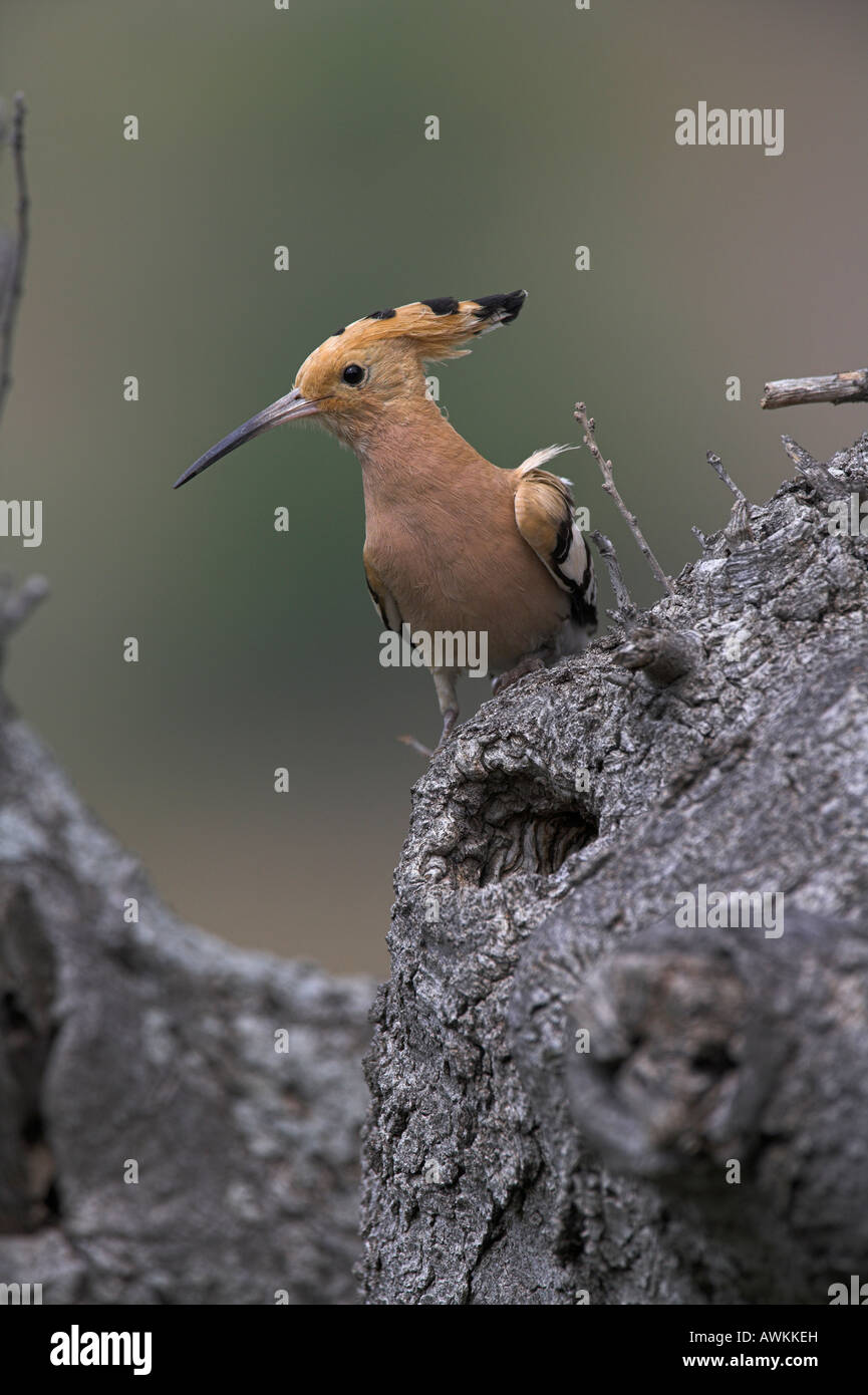 Hoopoe Upupa epops landing by nest hole in dead tree in Lesvos, Greece ...
