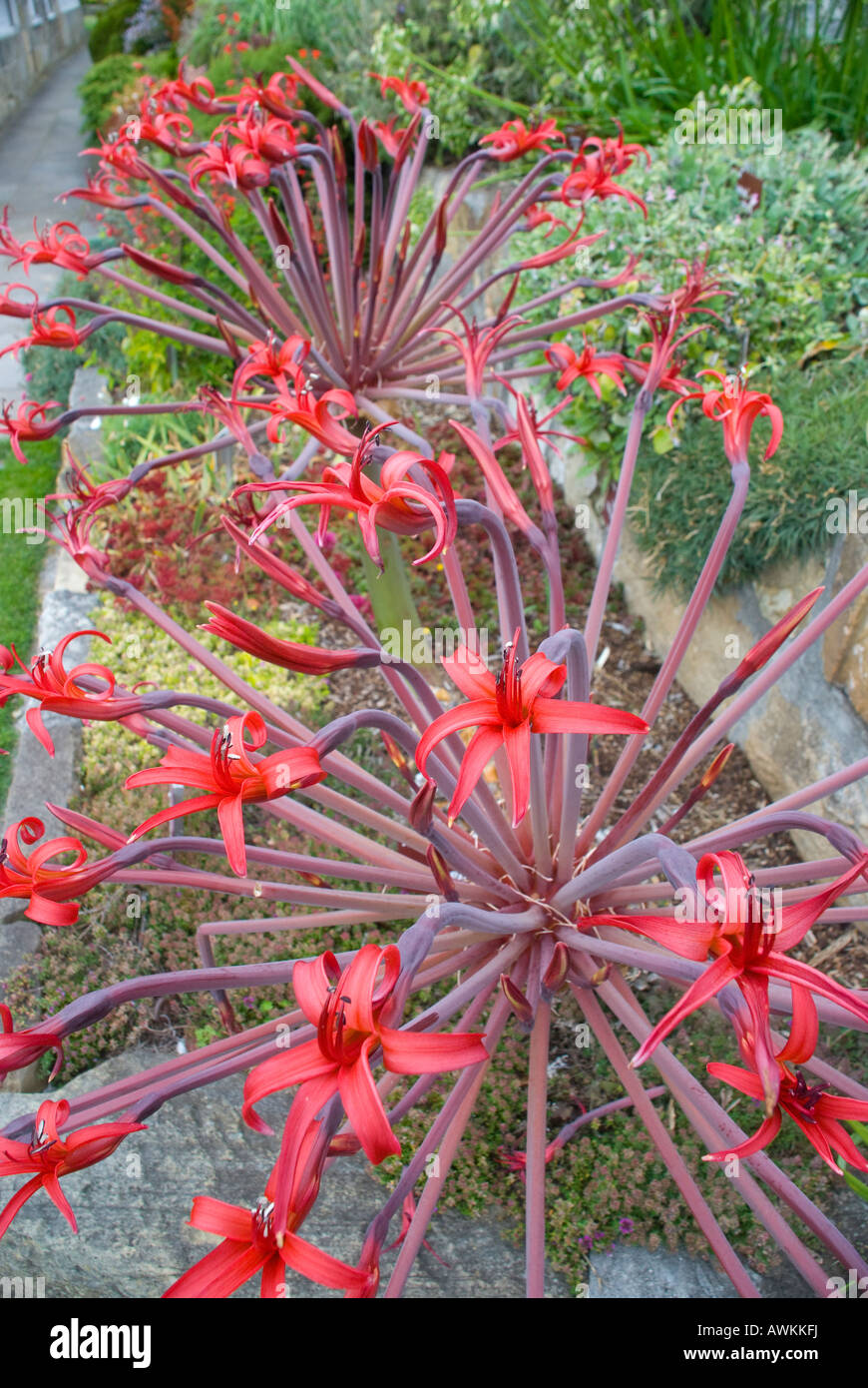 Brunswigea josephiniae josephine lily hi-res stock photography and ...